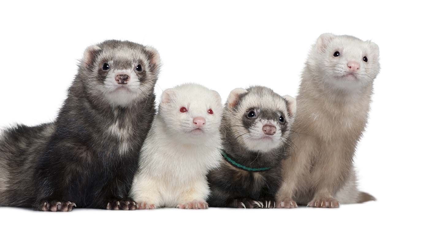 Fun Facts about Ferrets for Kids - The Facts Vault