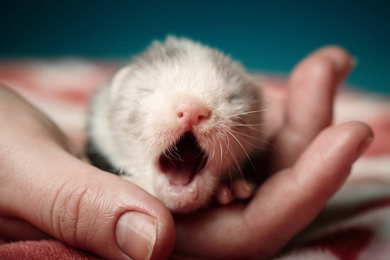 Fun Facts about Ferrets for Kids - The Facts Vault