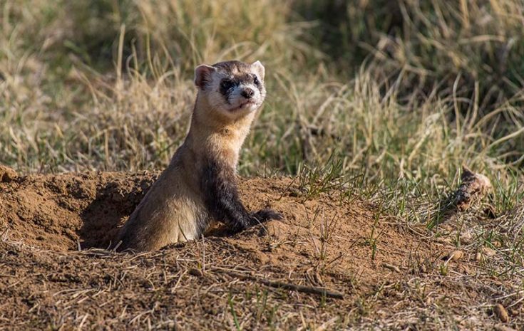 Fun Facts about Ferrets for Kids - The Facts Vault