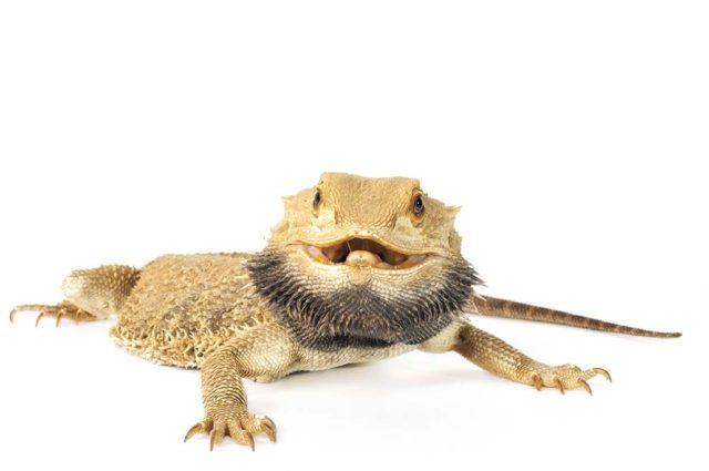 Fun & Fascinating Bearded Dragon Facts for Kids - The Facts Vault