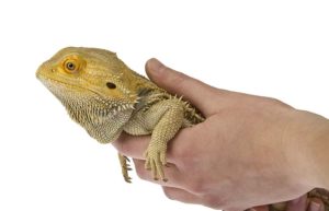 Fun & Fascinating Bearded Dragon Facts for Kids - The Facts Vault