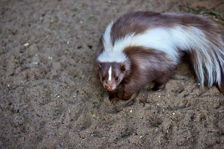 Interesting Facts About Skunks - The Facts Vault