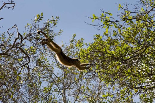Cool Facts about Howler Monkeys - The Facts Vault