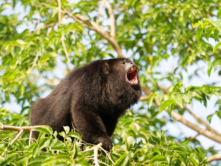 Cool Facts about Howler Monkeys - The Facts Vault