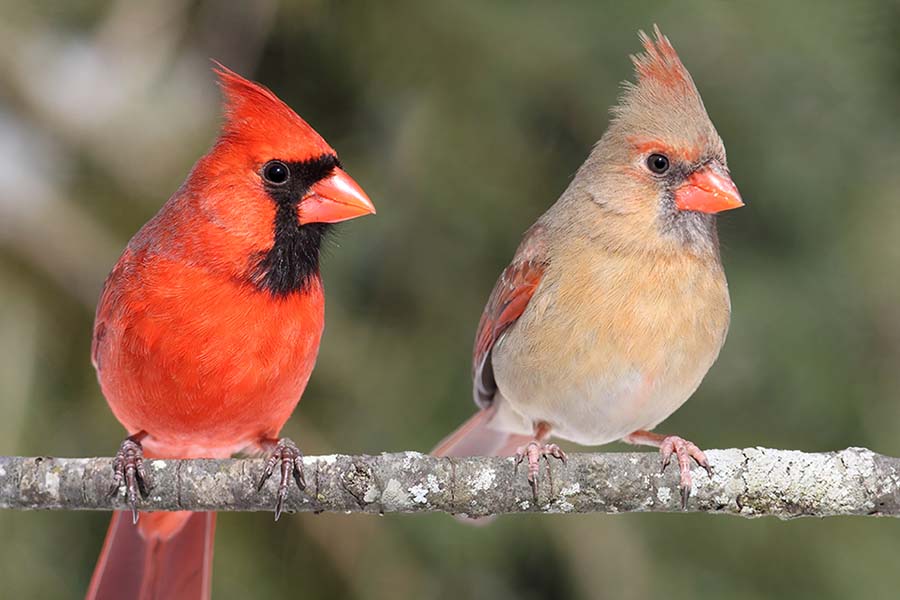 Interesting Facts About Cardinals The Facts Vault Interesting Facts About Cardinals The Facts Vault