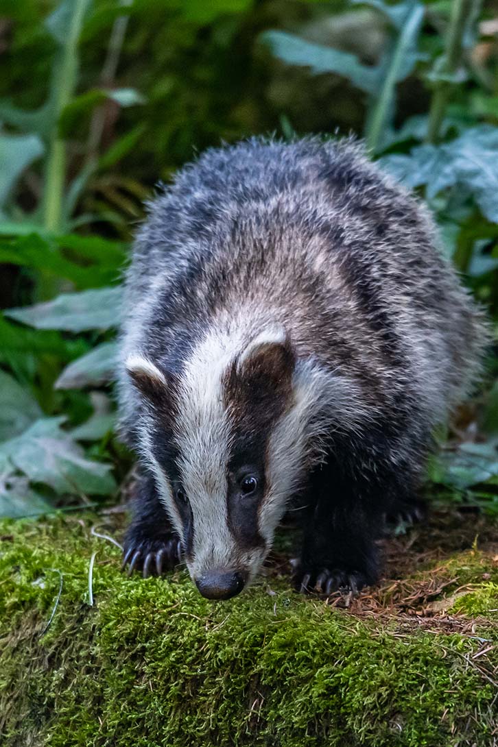 Badger Facts for Kids - The Facts Vault