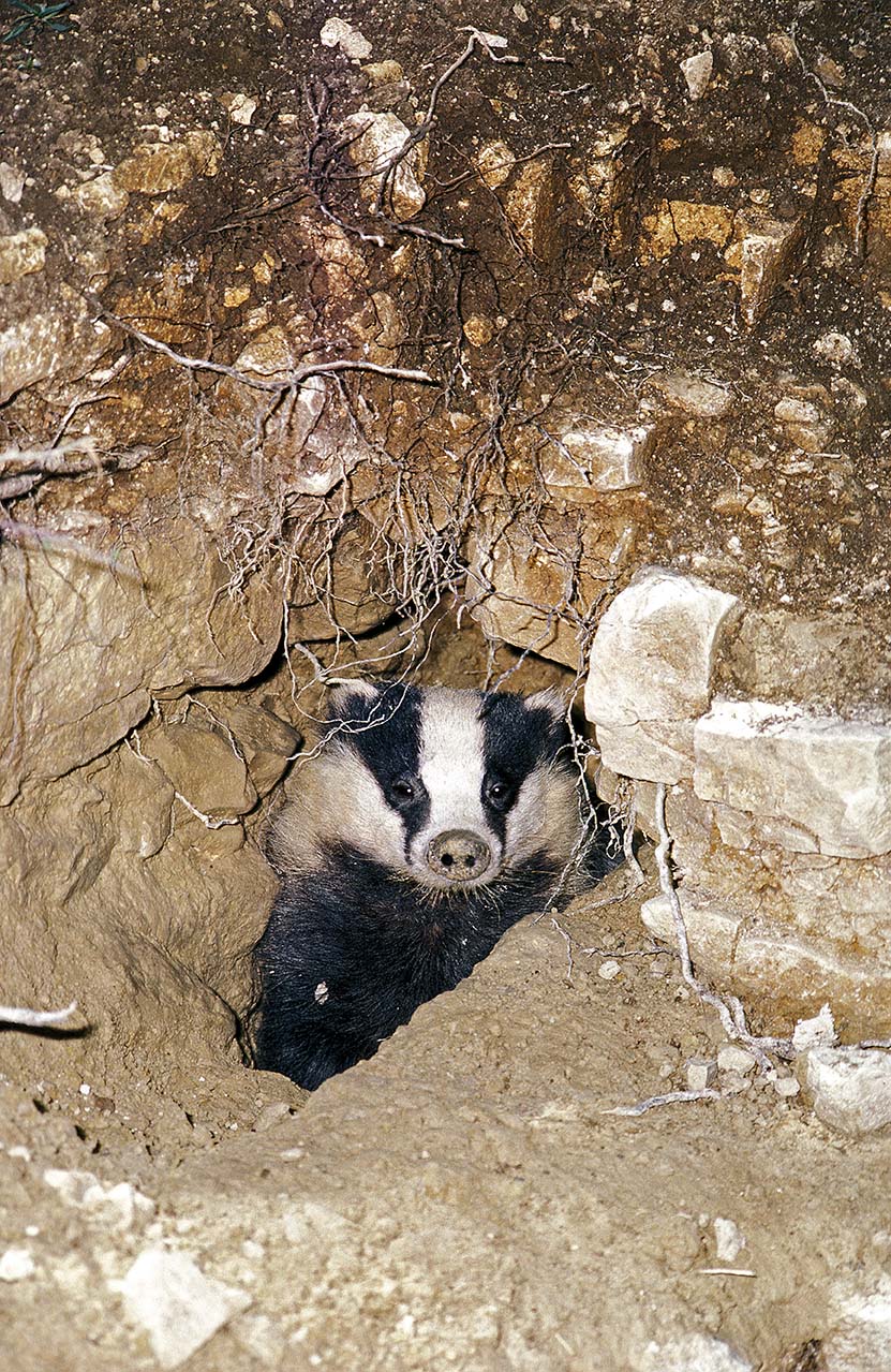 Badger Facts for Kids - The Facts Vault