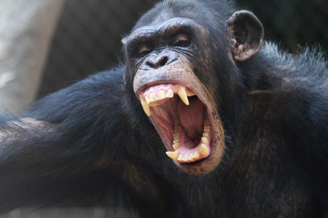 10 Most Savage Animals on the Planet