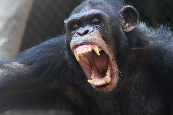 10 Most Savage Animals on the Planet