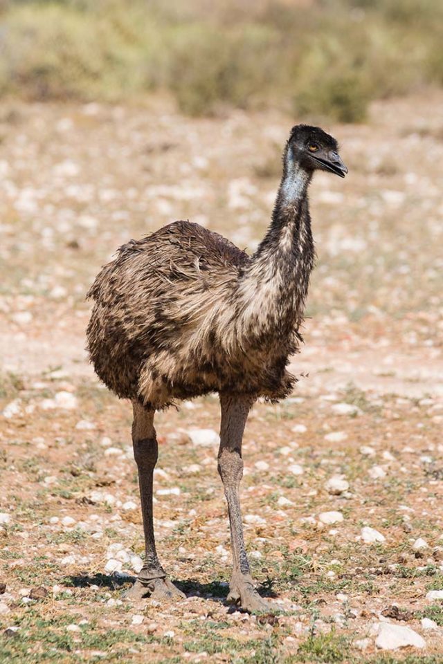 Emu Facts for Kids - The Facts Vault