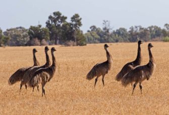 Emu Facts for Kids - The Facts Vault