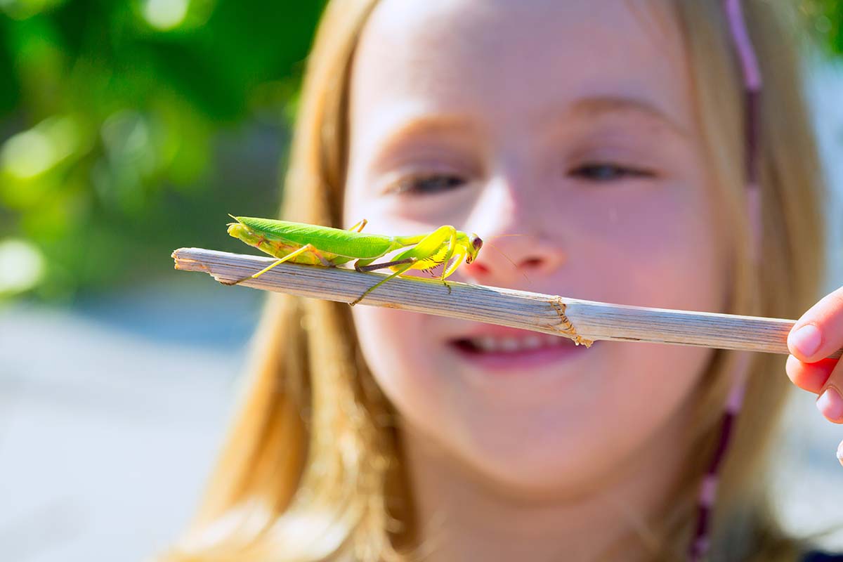 Praying Mantis Facts for Kids - The Facts Vault