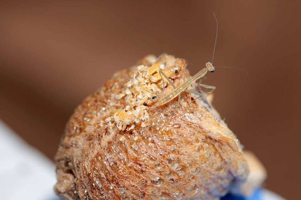 Praying Mantis Facts for Kids - The Facts Vault