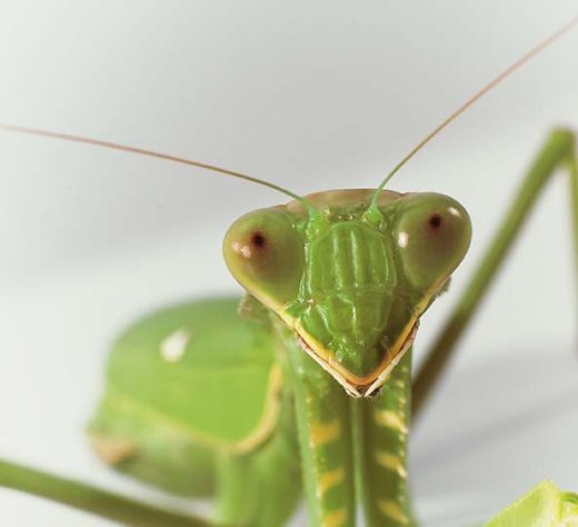 Praying Mantis Facts for Kids - The Facts Vault