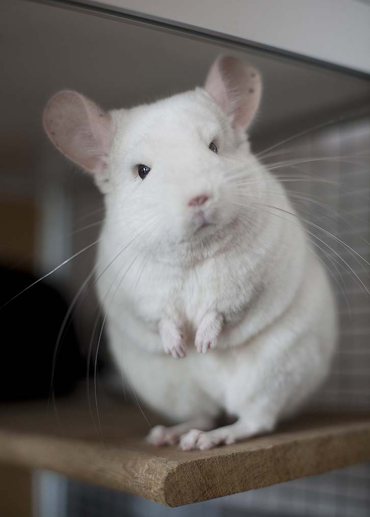 Chinchilla Facts for Kids - The Facts Vault