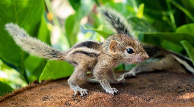 Chipmunk Facts for Kids - The Facts Vault