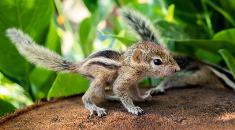 Chipmunk Facts for Kids - The Facts Vault