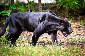 Black Panther Facts for Kids - The Facts Vault