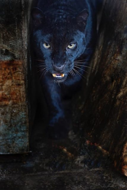 Black Panther Facts for Kids - The Facts Vault