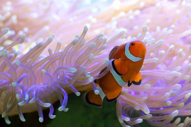 Interesting Facts About Clownfish - The Facts Vault