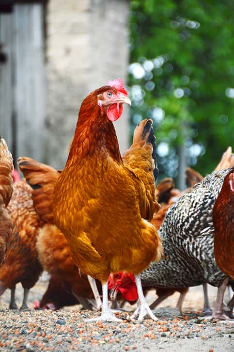 12 Modern-Day Animals That Descended from Dinosaurs - The Facts Vault