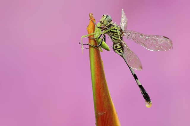 Dragonfly Facts for Kids - The Facts Vault