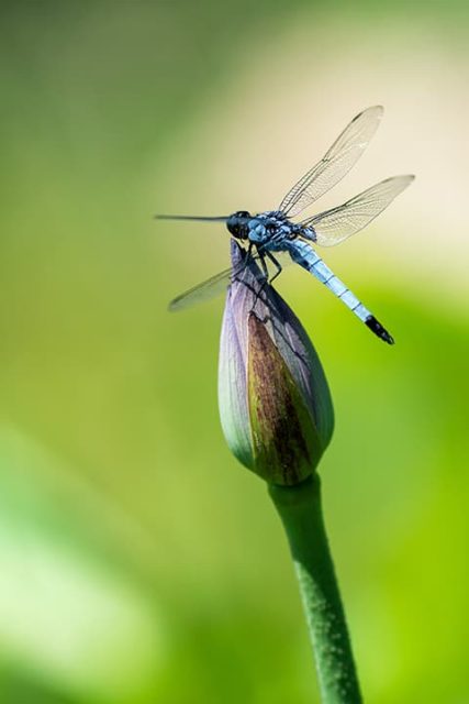 Dragonfly Facts for Kids - The Facts Vault