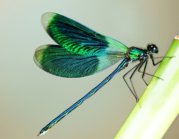 Dragonfly Facts for Kids - The Facts Vault