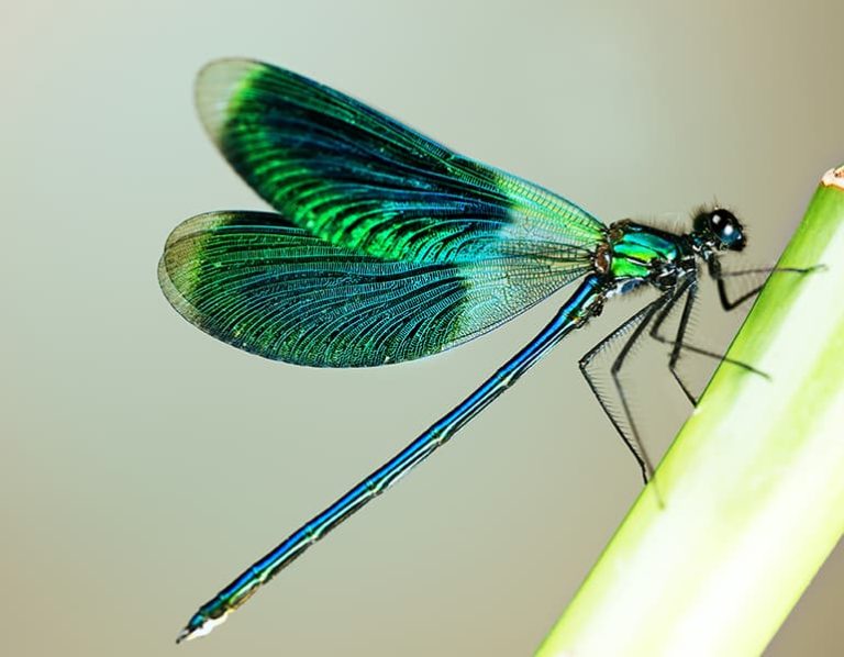 Dragonfly Facts for Kids - The Facts Vault