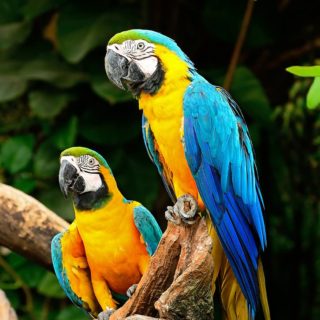 12 Modern-Day Animals That Descended from Dinosaurs - The Facts Vault