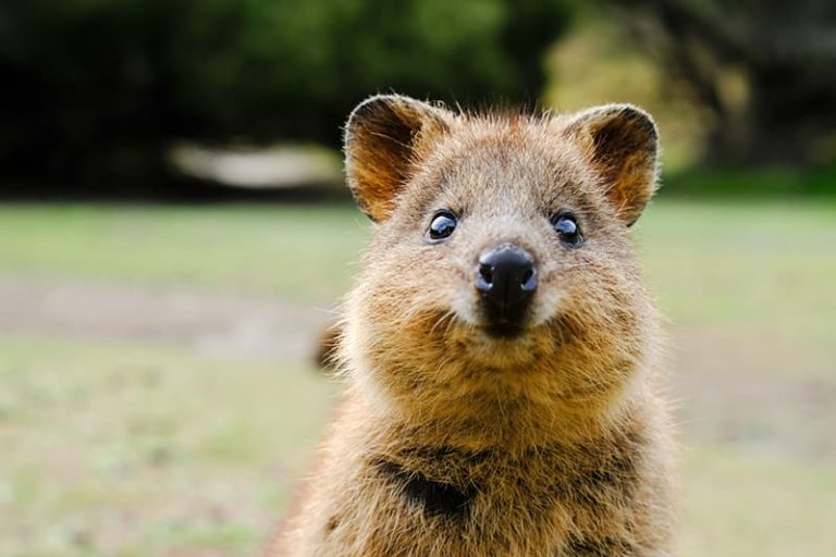 Facts about Quokkas - The Facts Vault