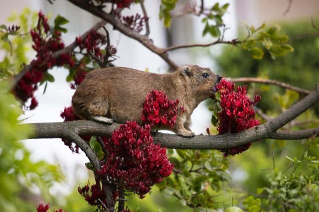 Facts about Quokkas - The Facts Vault