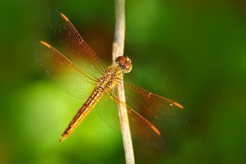 Dragonfly Facts for Kids - The Facts Vault