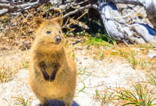 Facts about Quokkas - The Facts Vault