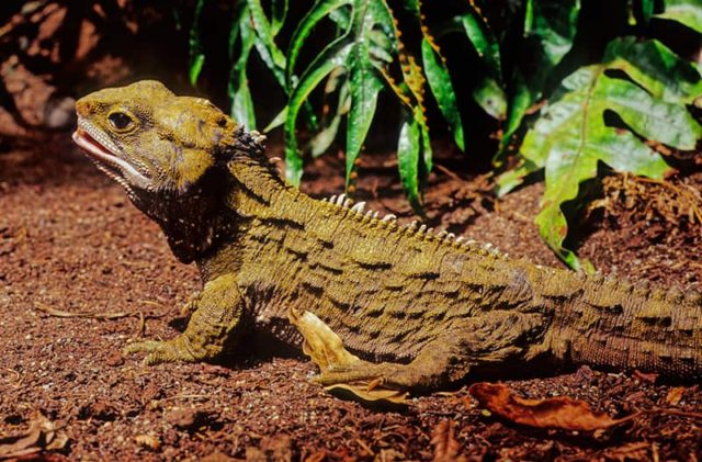 12 Modern-Day Animals That Descended from Dinosaurs - The Facts Vault