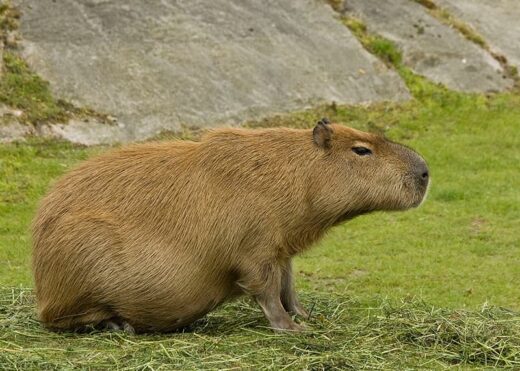 The 10 Friendliest Animals in the World - The Facts Vault