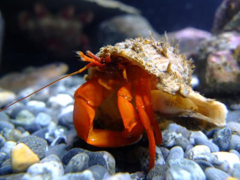 Hermit Crab Facts for Kids - The Facts Vault