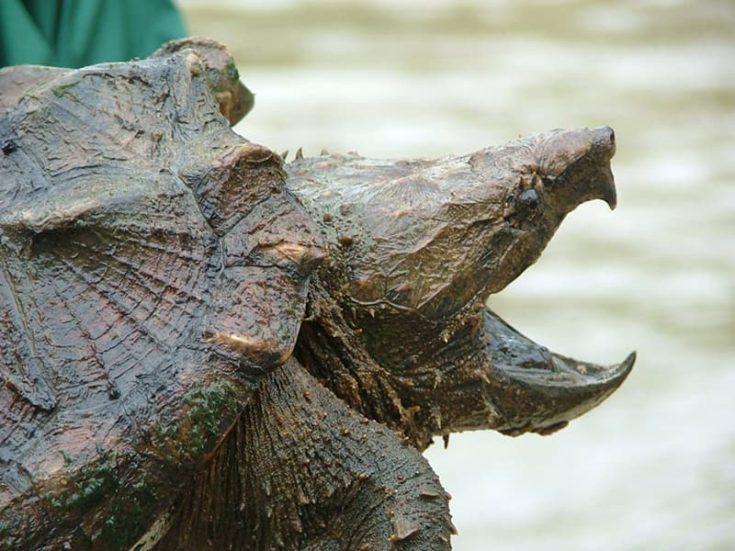 Interesting Facts about Snapping Turtles - The Facts Vault