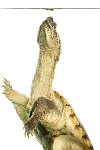 Interesting Facts about Snapping Turtles - The Facts Vault