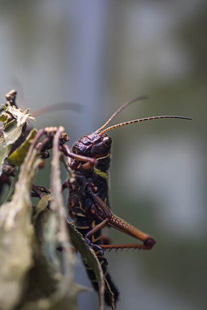 Interesting Facts about Crickets - The Facts Vault