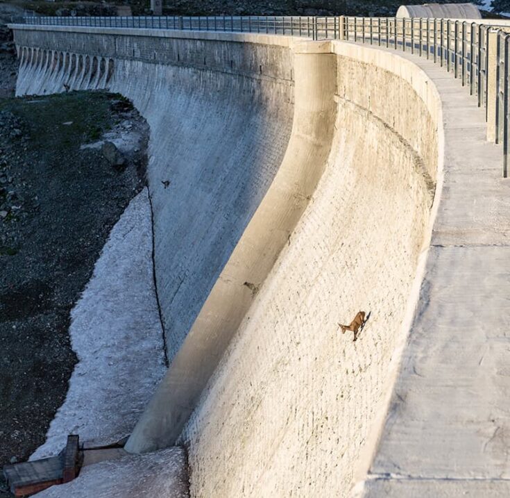 15 Animals That Live in Weird Places - The Facts Vault