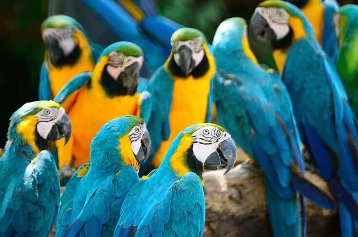 Interesting Facts about Parrots - The Facts Vault