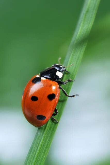 Facts about Ladybugs - The Facts Vault