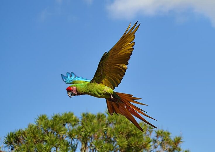 Interesting Facts about Parrots - The Facts Vault