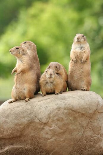 Prairie Dog Facts for Kids - The Facts Vault