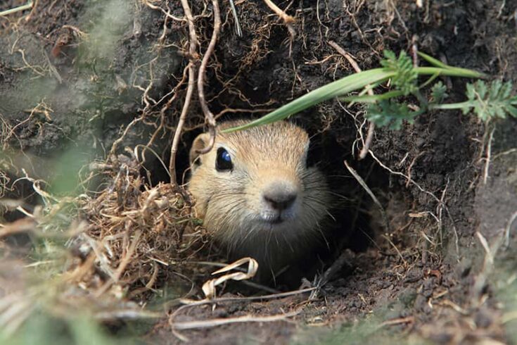 Prairie Dog Facts for Kids - The Facts Vault