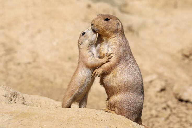 Prairie Dog Facts for Kids - The Facts Vault