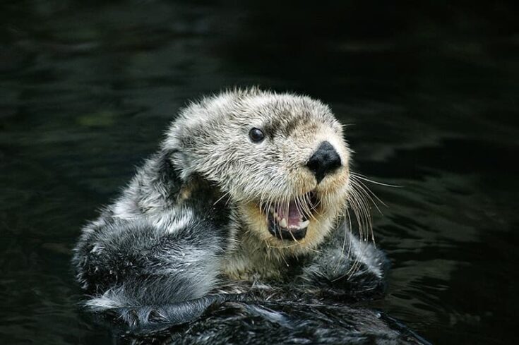 Sea Otter Facts for Kids - The Facts Vault