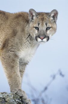 Mountain Lion Facts for Kids - The Facts Vault